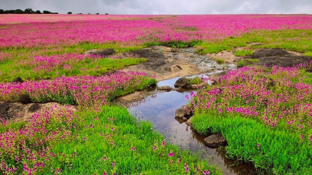 How To Reach Kaas Pathar | Kaas Plateau - Kas Pathar Flower Valley
