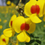 Guide for Exploring Kas Pathar Distance - Kas Pathar Flower Valley