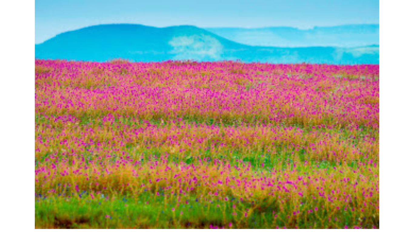 Kas Pathar Online Booking Made Simple