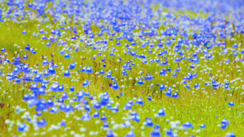 How To Reach Kaas Pathar | Kaas Plateau - Kas Pathar Flower Valley