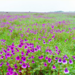 Things To Do In Kas Pathar: A Trip to a Valley of Flowers