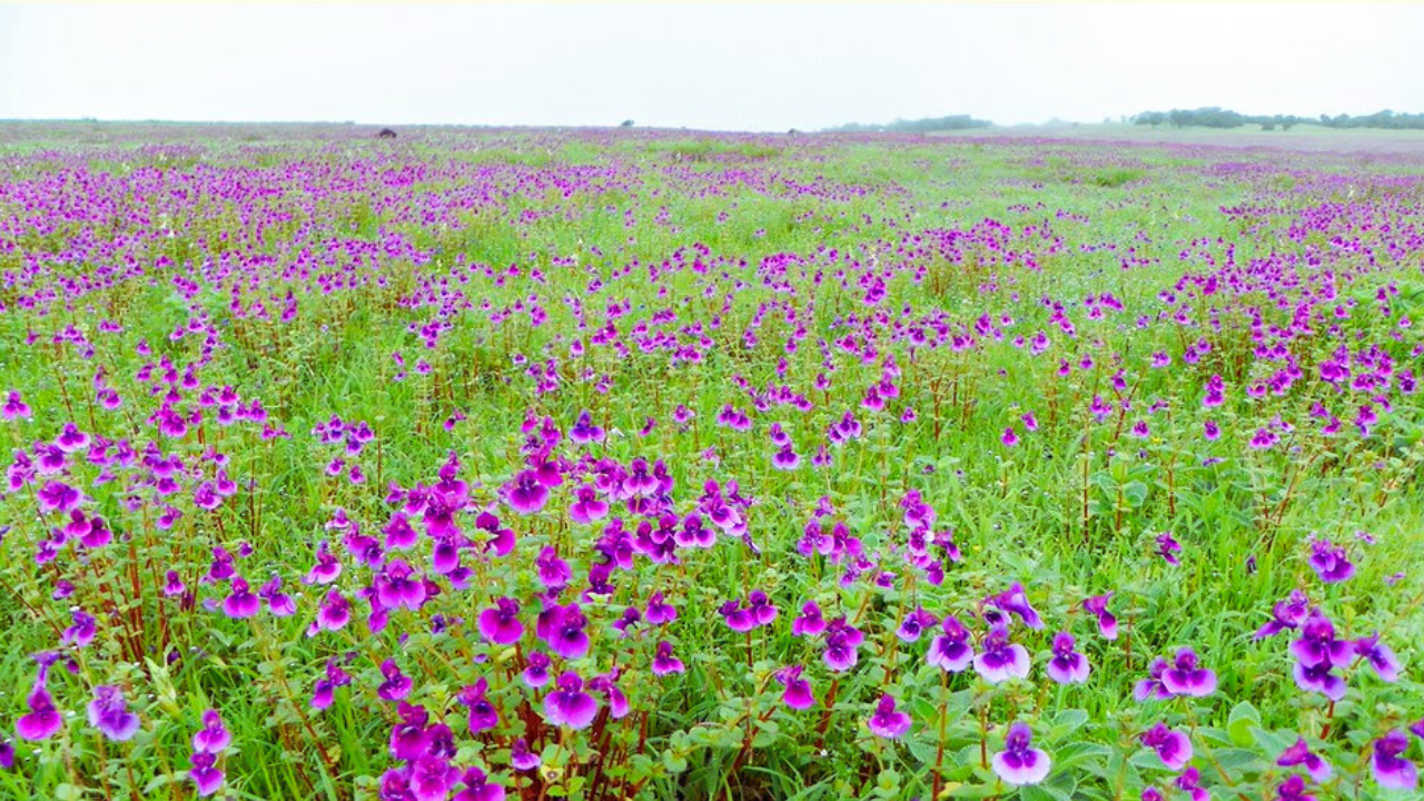 Exploring the Serene Beauty of Kas Pathar Kas Pathar Flower Valley