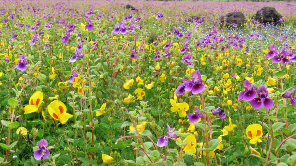 How do I plan a trip to Kas Pathar in satara ?| kaas Pathar Flower ...