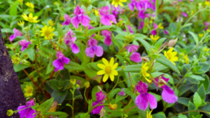 Top 9 places to visit near Kas Pathar | Kaas Plateau