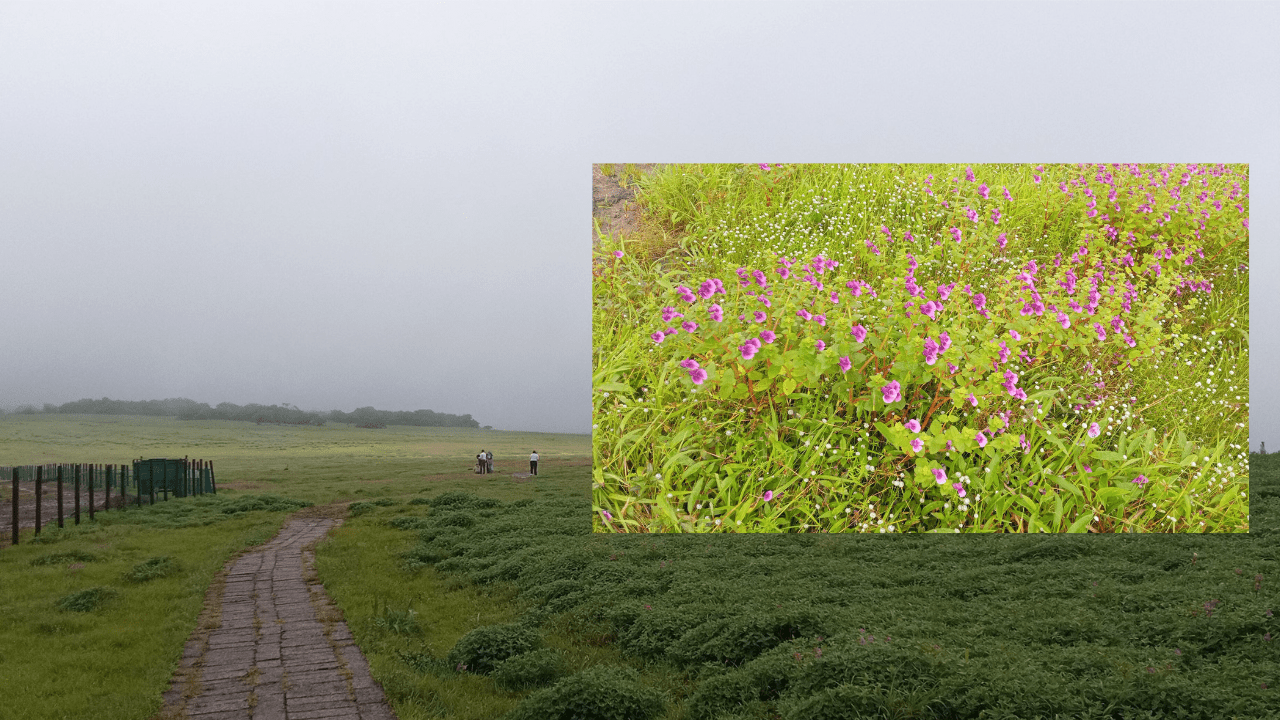 Kas Pathar today live 2024 - Kas Pathar Flower Valley