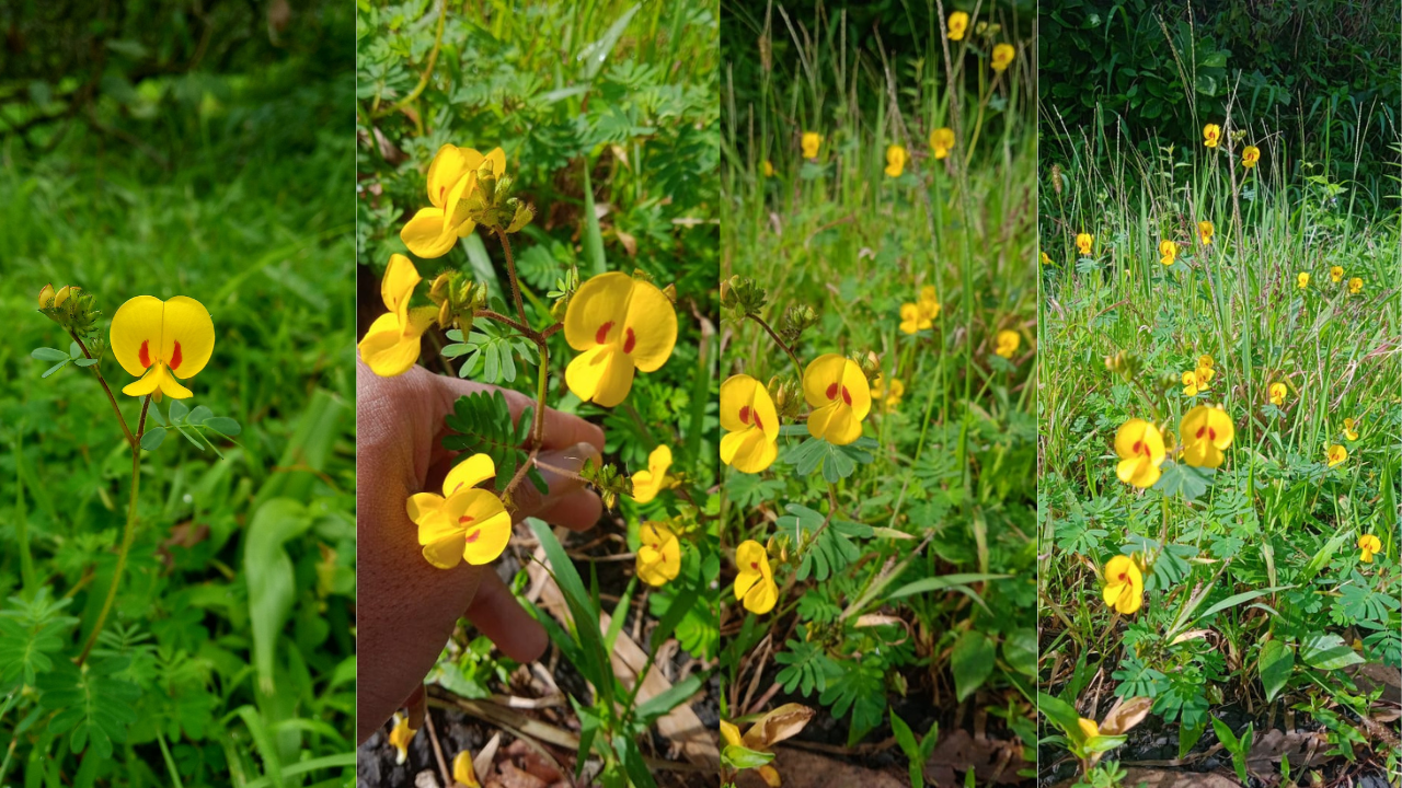 Kas Pathar today live 2024 - Kas Pathar Flower Valley