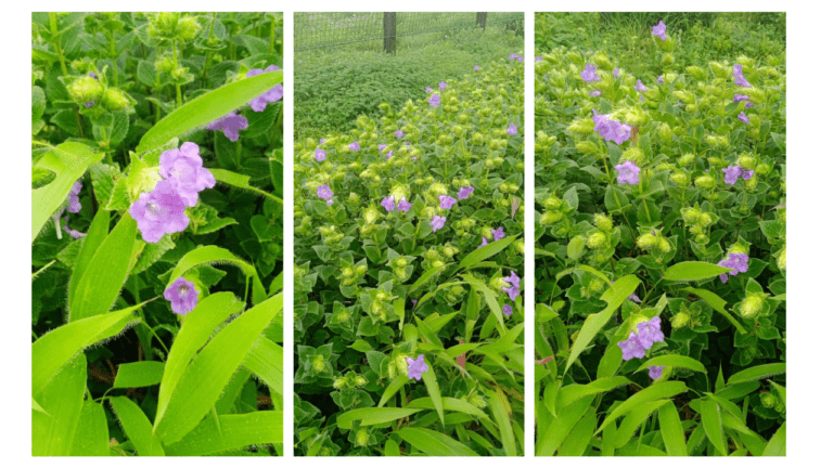 Things To Do In Kas Pathar: A Trip to a Valley of Flowers