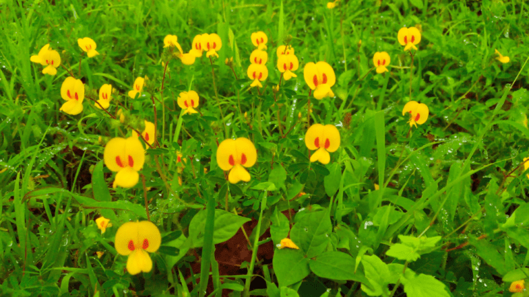 How do I plan a trip to Kas Pathar in satara ?| kaas Pathar Flower ...