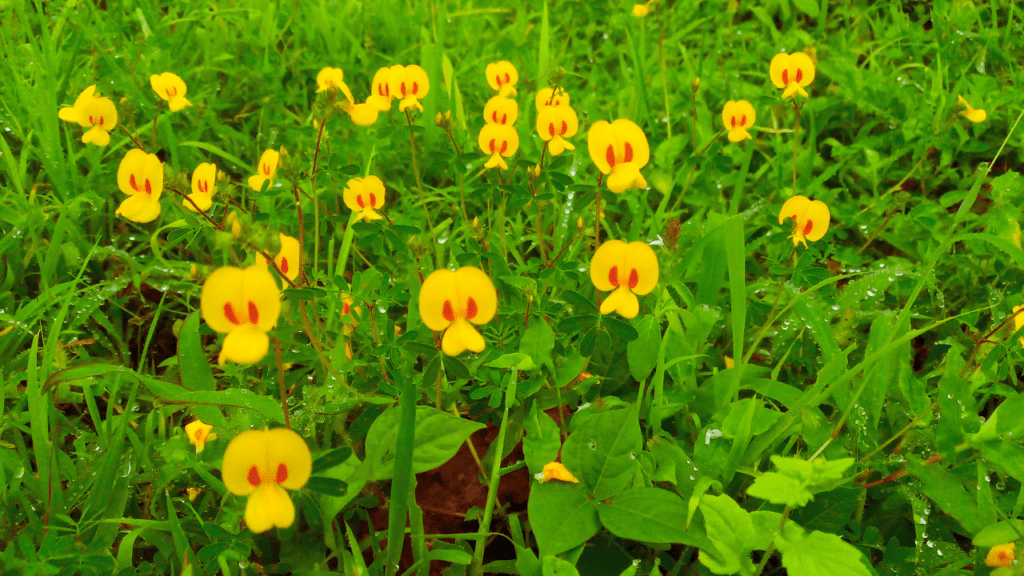 How do I plan a trip to Kas Pathar in satara ?| kaas Pathar Flower ...